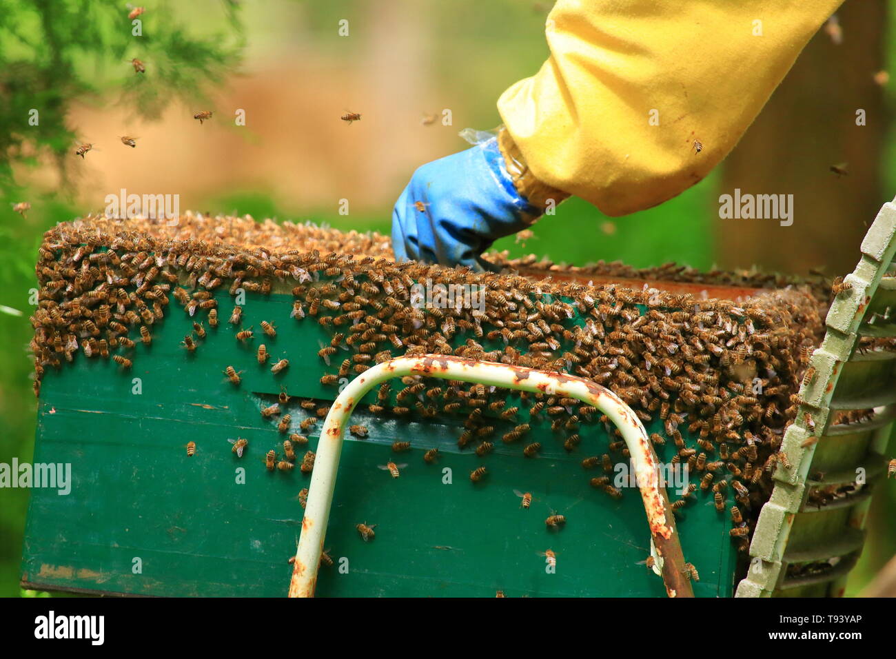 Beekeeper with honeycomb in hand; bees swarming around Stock Photo - Alamy