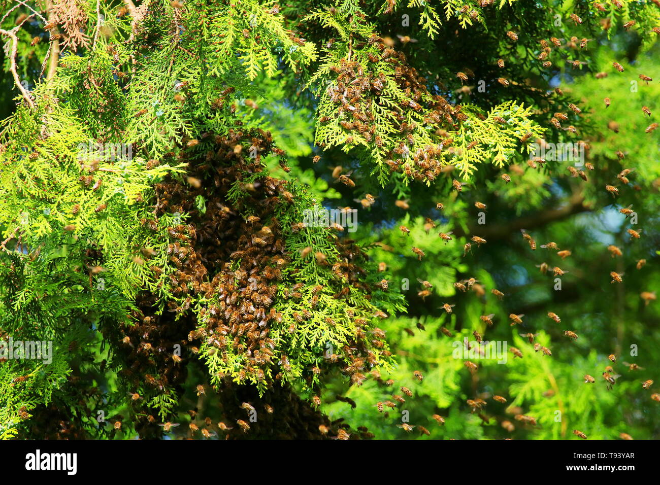 Honey bees swarming on tree Stock Photo - Alamy