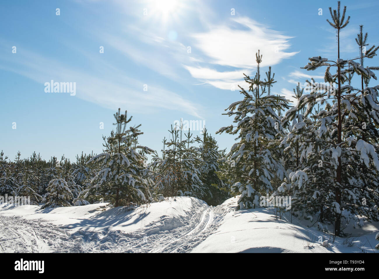 Beautiful forest in winter. Pure pine forest without garbage and people ...