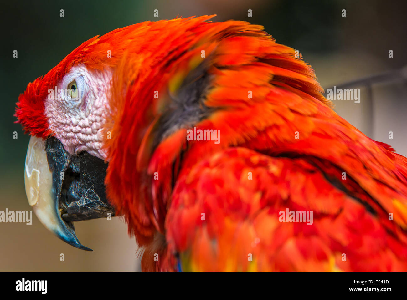 Red parrot hi-res stock photography and images - Alamy