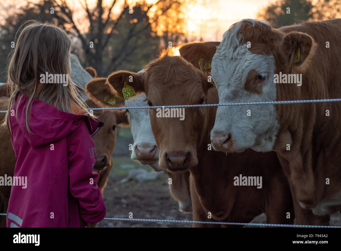Cow kid hi-res stock photography and images - Alamy