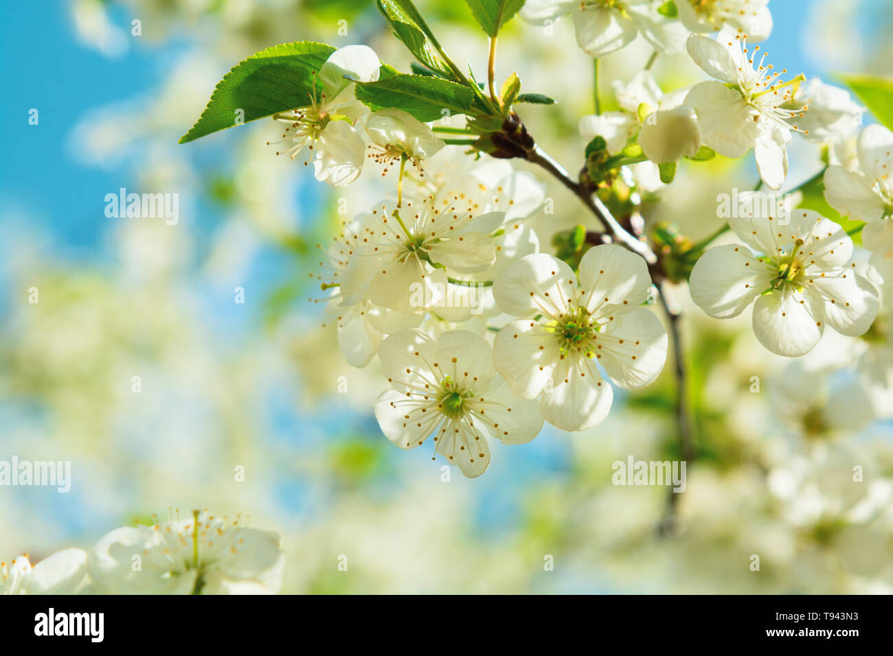 Cherry blossom in full bloom. Spring background. Copy space Stock Photo ...
