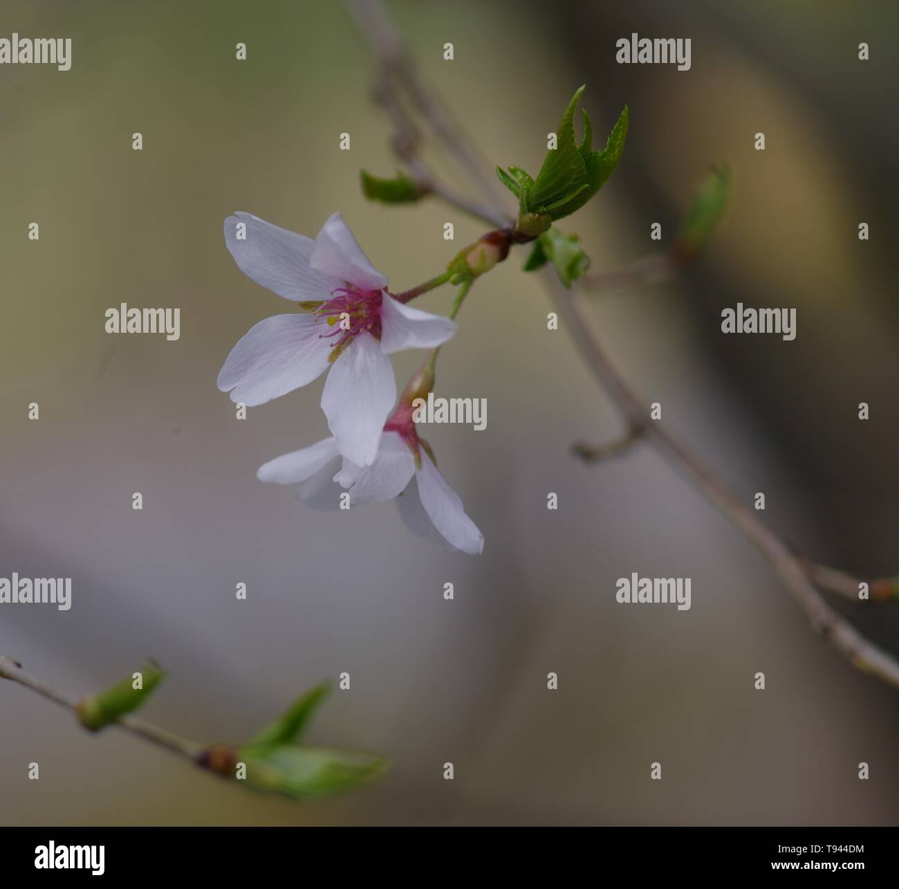 native cherry blossom Stock Photo - Alamy