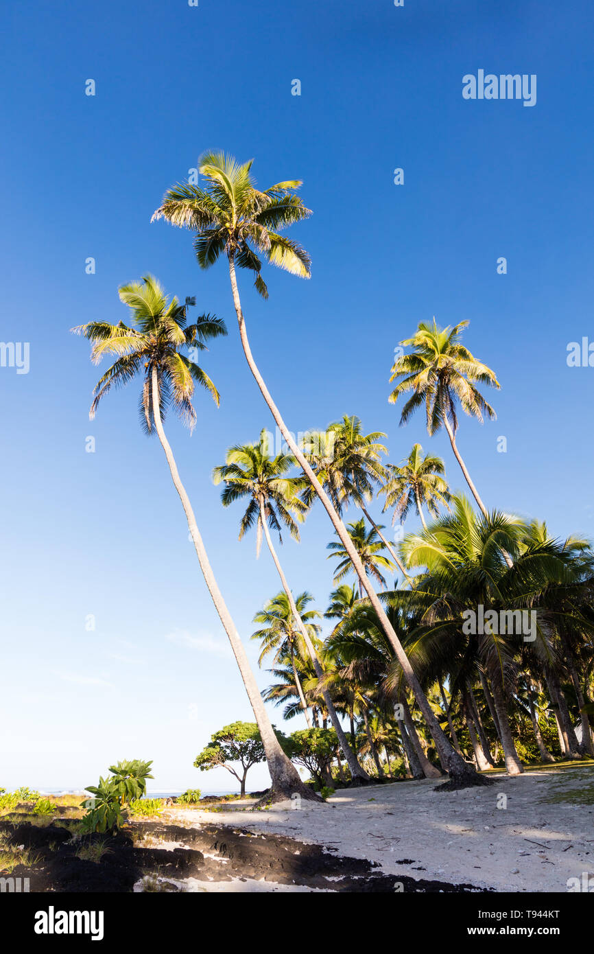 Tropical scenery view on beach in Polynesia with coconut palm trees ...