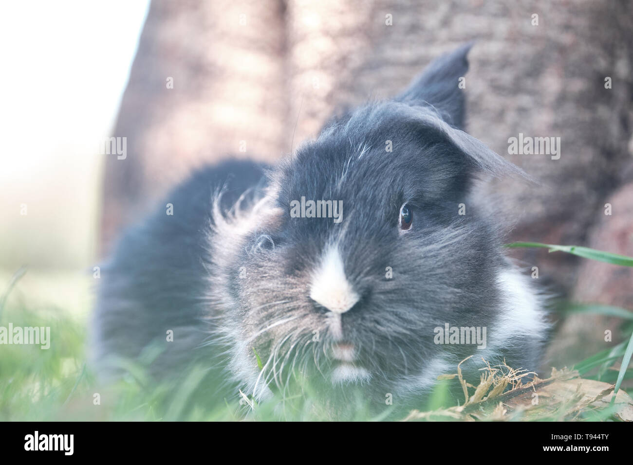 Black rabbit bunny white nose hi-res stock photography and images - Alamy