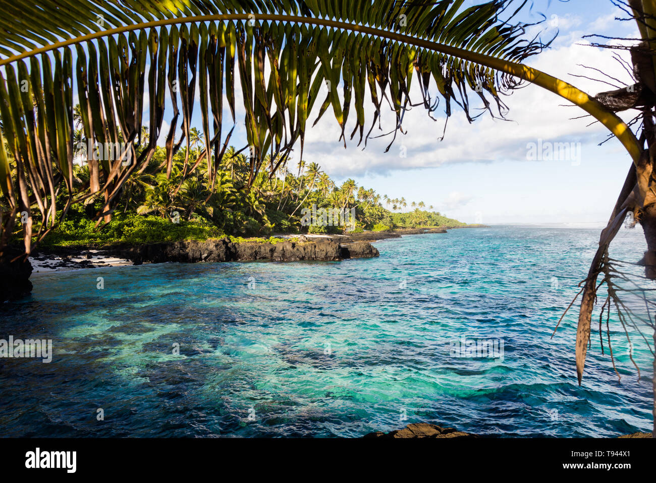 Tropical scenery view on beach in Polynesia with coconut palm trees ...