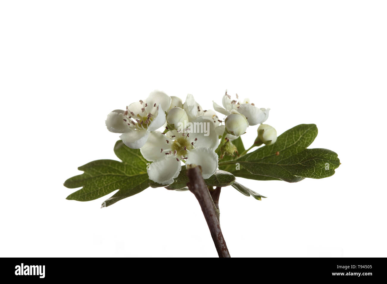 Flowers of common hawthorn Stock Photo - Alamy