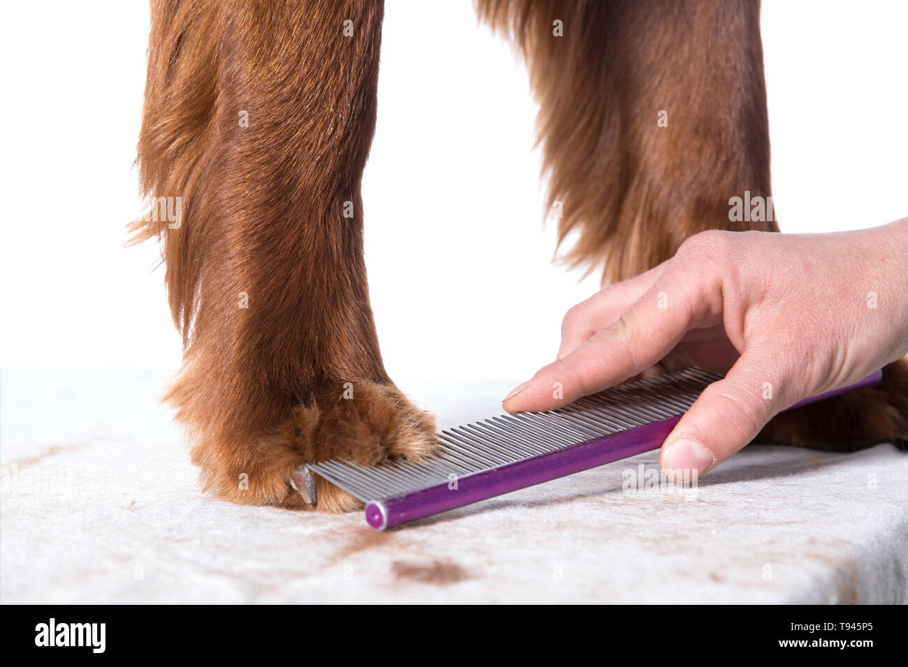 Barber for dogs hi-res stock photography and images - Alamy
