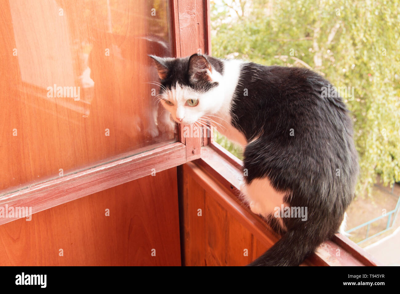 Cute and curious black and white cat sitting on the balcony Stock Photo ...