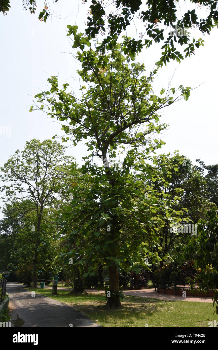 Tree at the Alipore Zoological Garden in Kolkata, India Stock Photo - Alamy