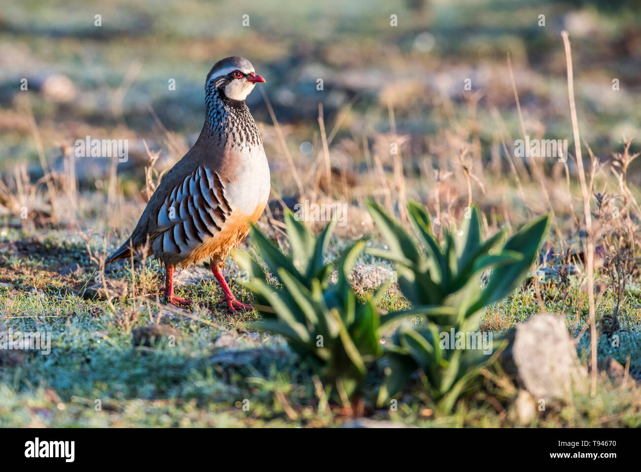Red-legged partridge in a meadow in Extremadura, Spain Stock Photo - Alamy