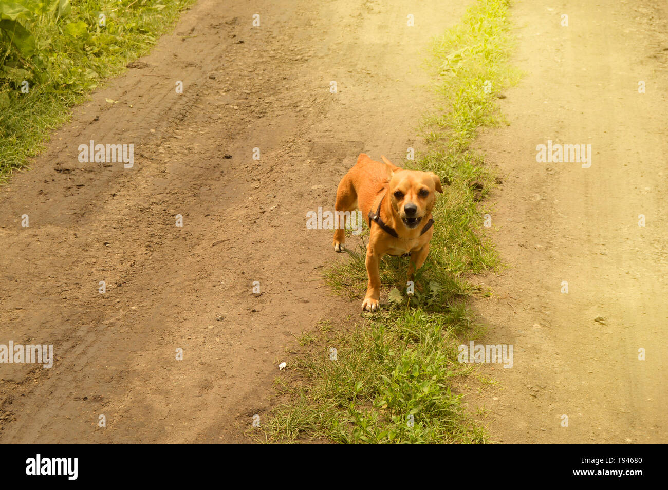 Little angry red dog stands on the road and looks aggressively ...