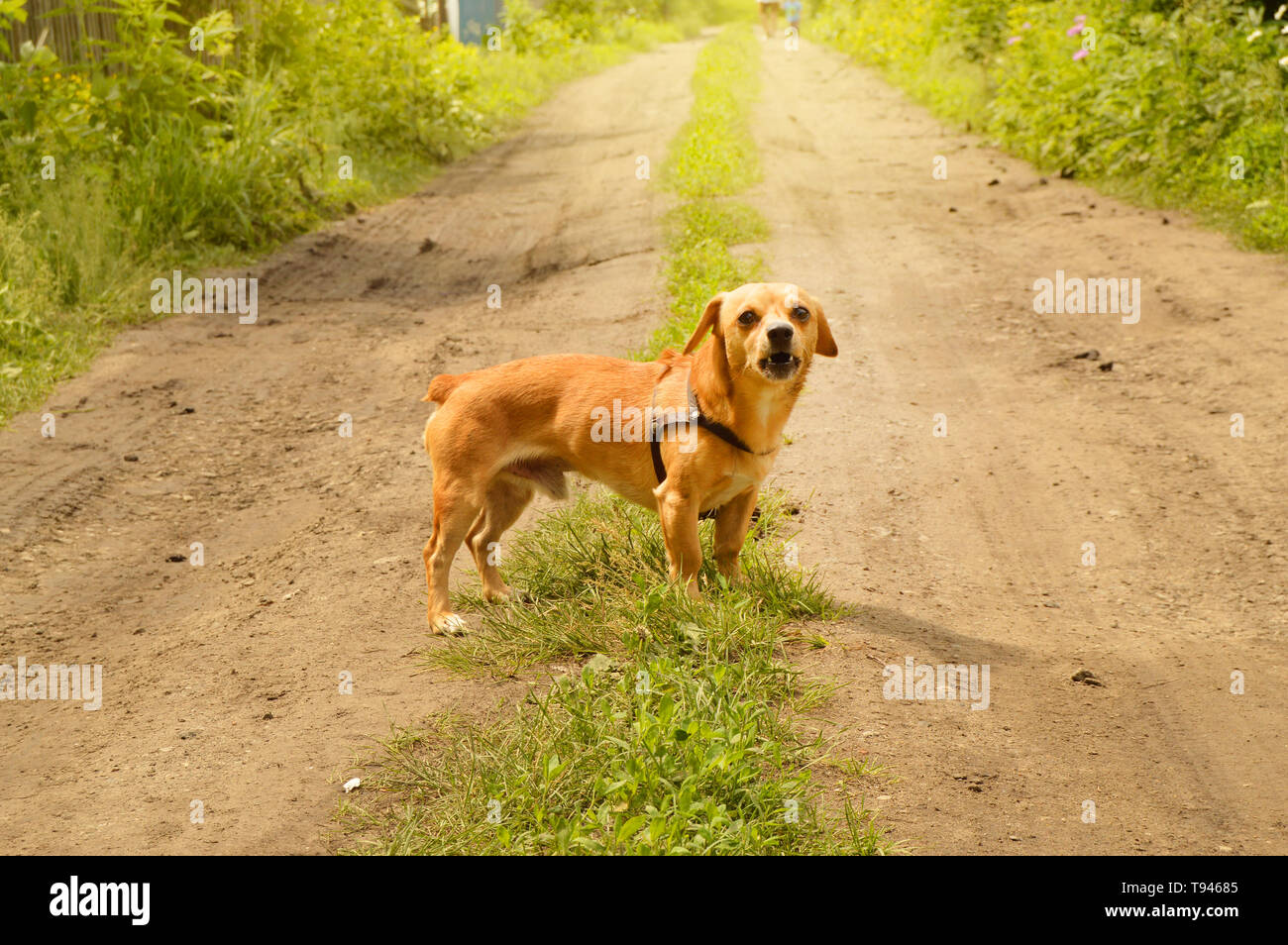 Little angry red dog stands on the road and looks aggressively ...