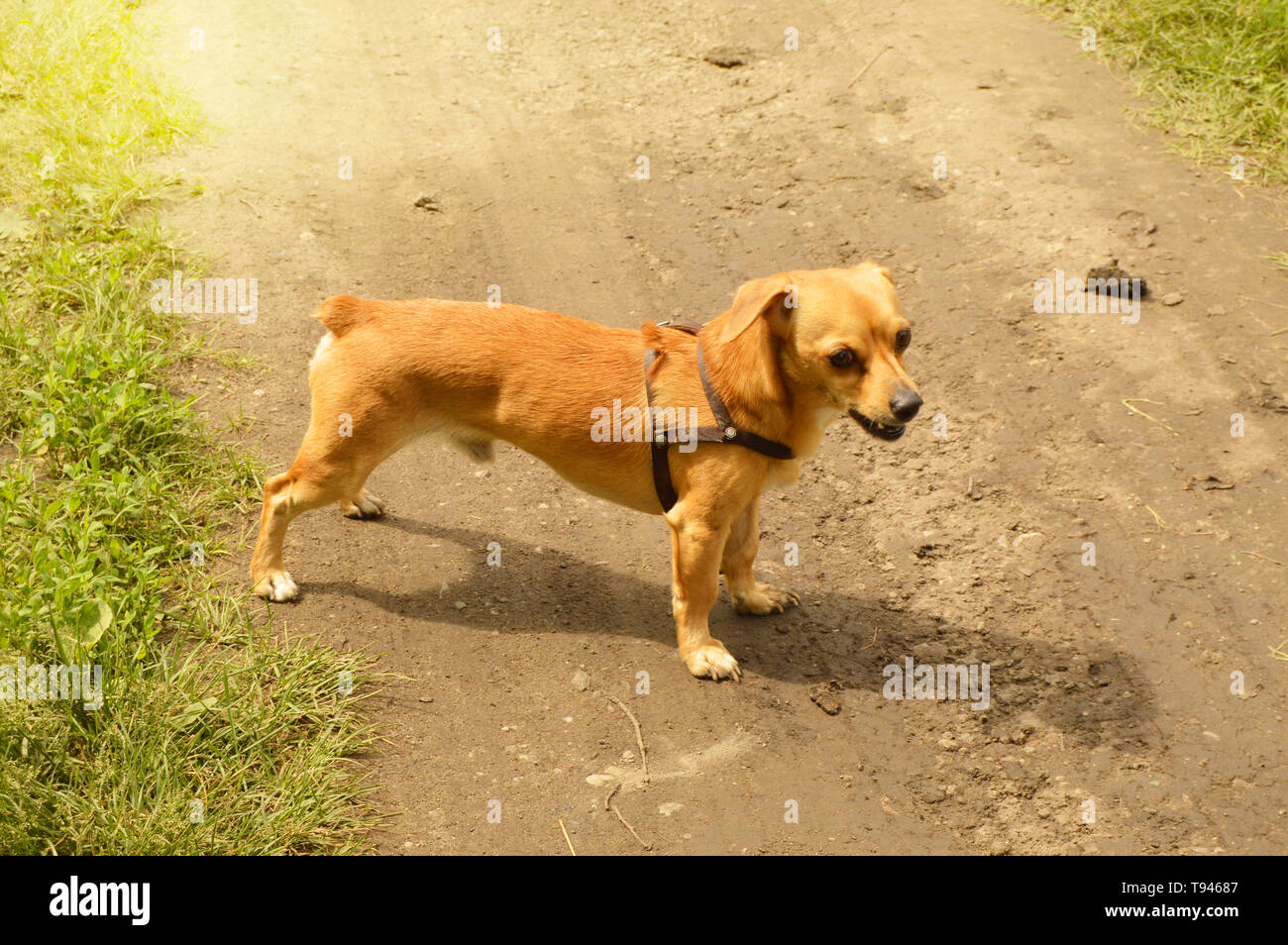 Little angry red dog stands on the road and looks aggressively ...