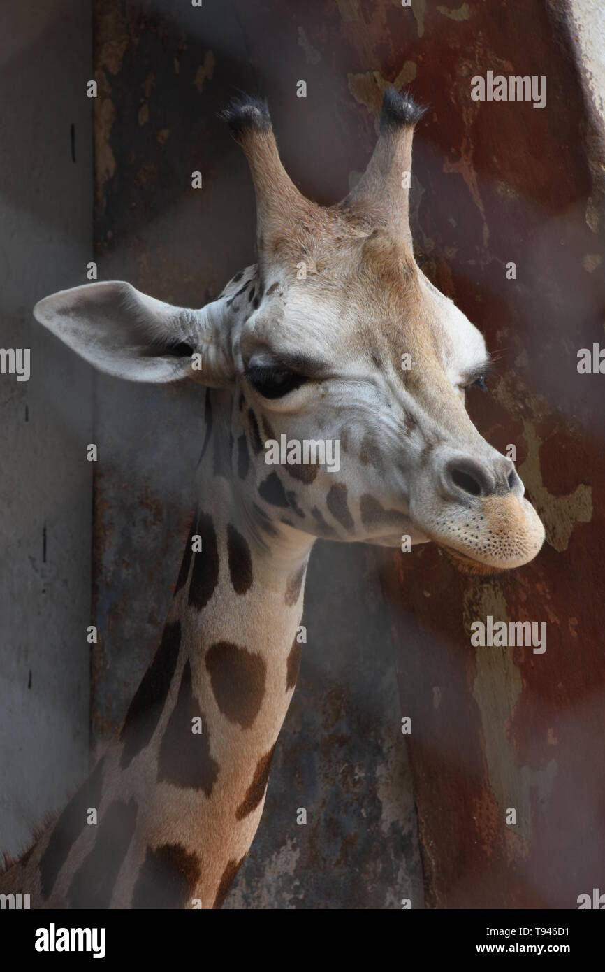 The giraffe of bengal hi-res stock photography and images - Alamy