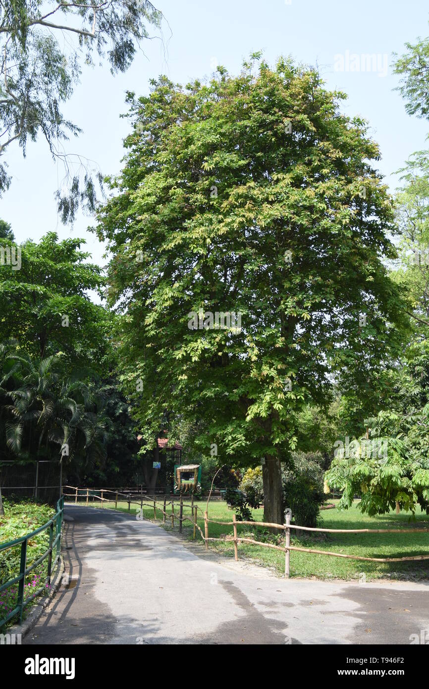 Lagerstroemia parviflora or Crape Myrtle at the Alipore Zoological ...