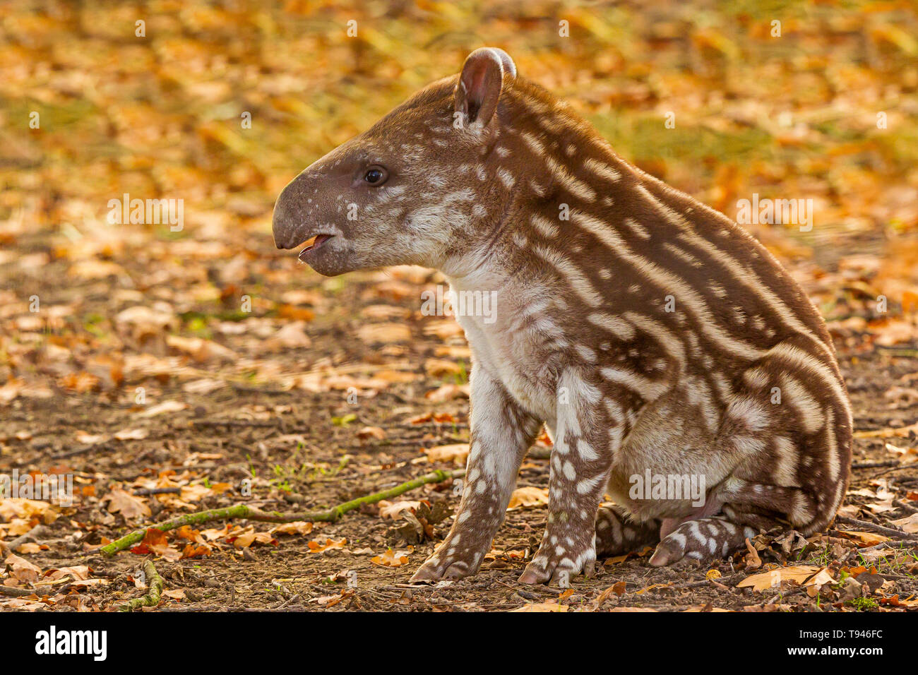 Baby tapir stripe hi-res stock photography and images - Alamy
