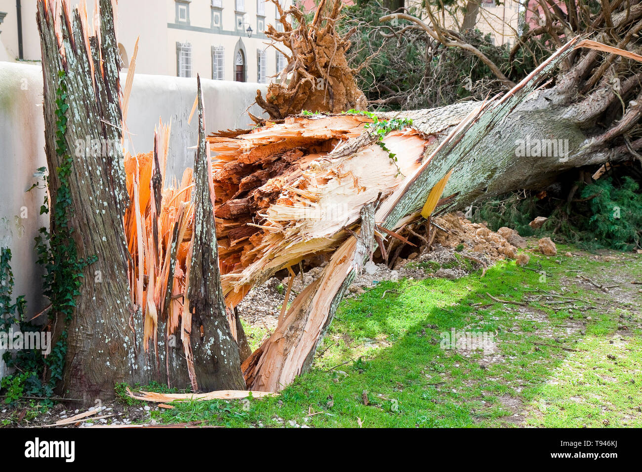 Cypress tree fallen after a wind storm Stock Photo - Alamy