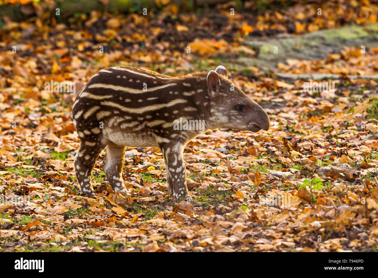 South American Tapir or Brazilian Tapir Calf ( Tapirus Terrestris ...