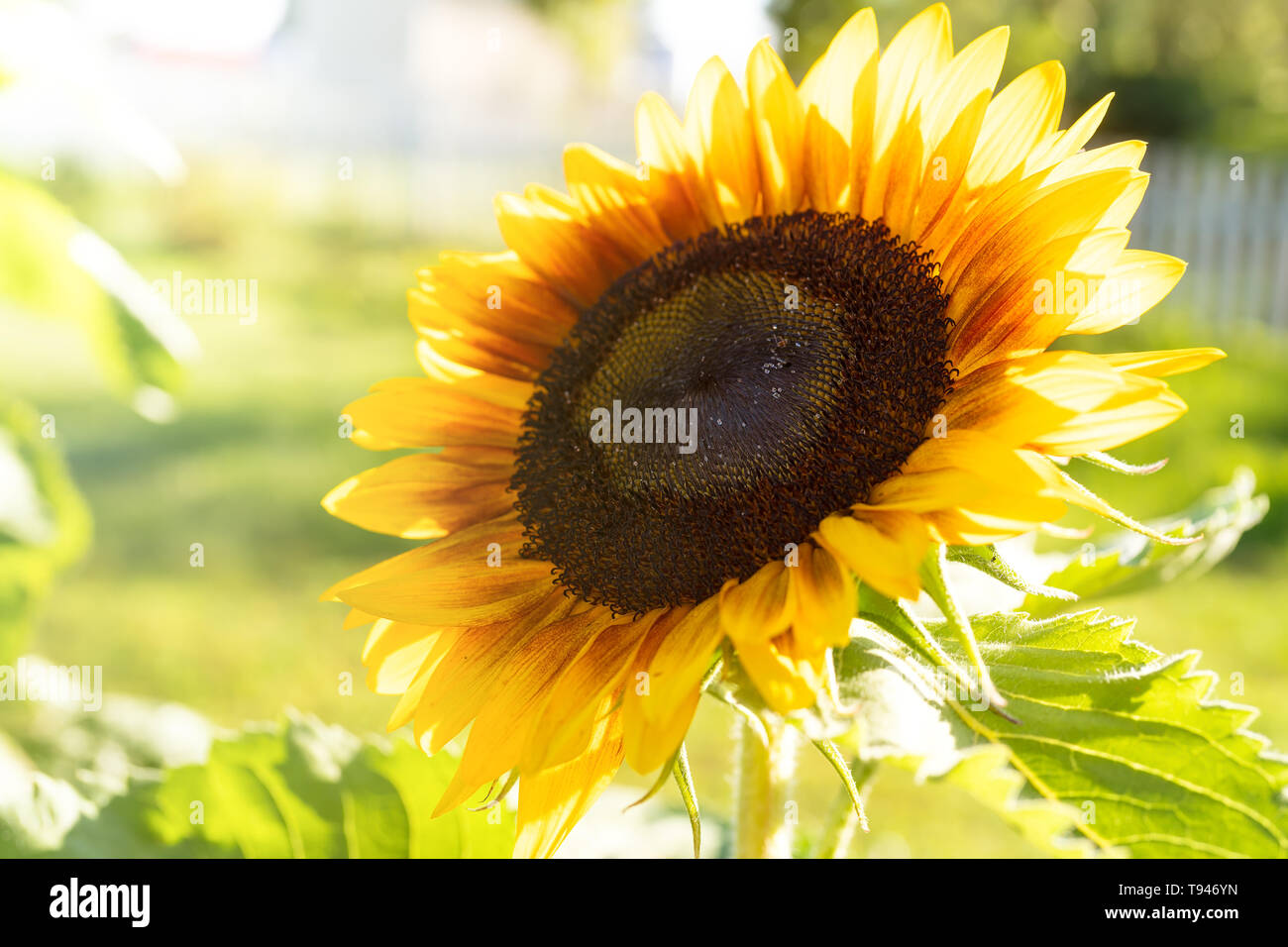 Sun and garden hi-res stock photography and images - Alamy