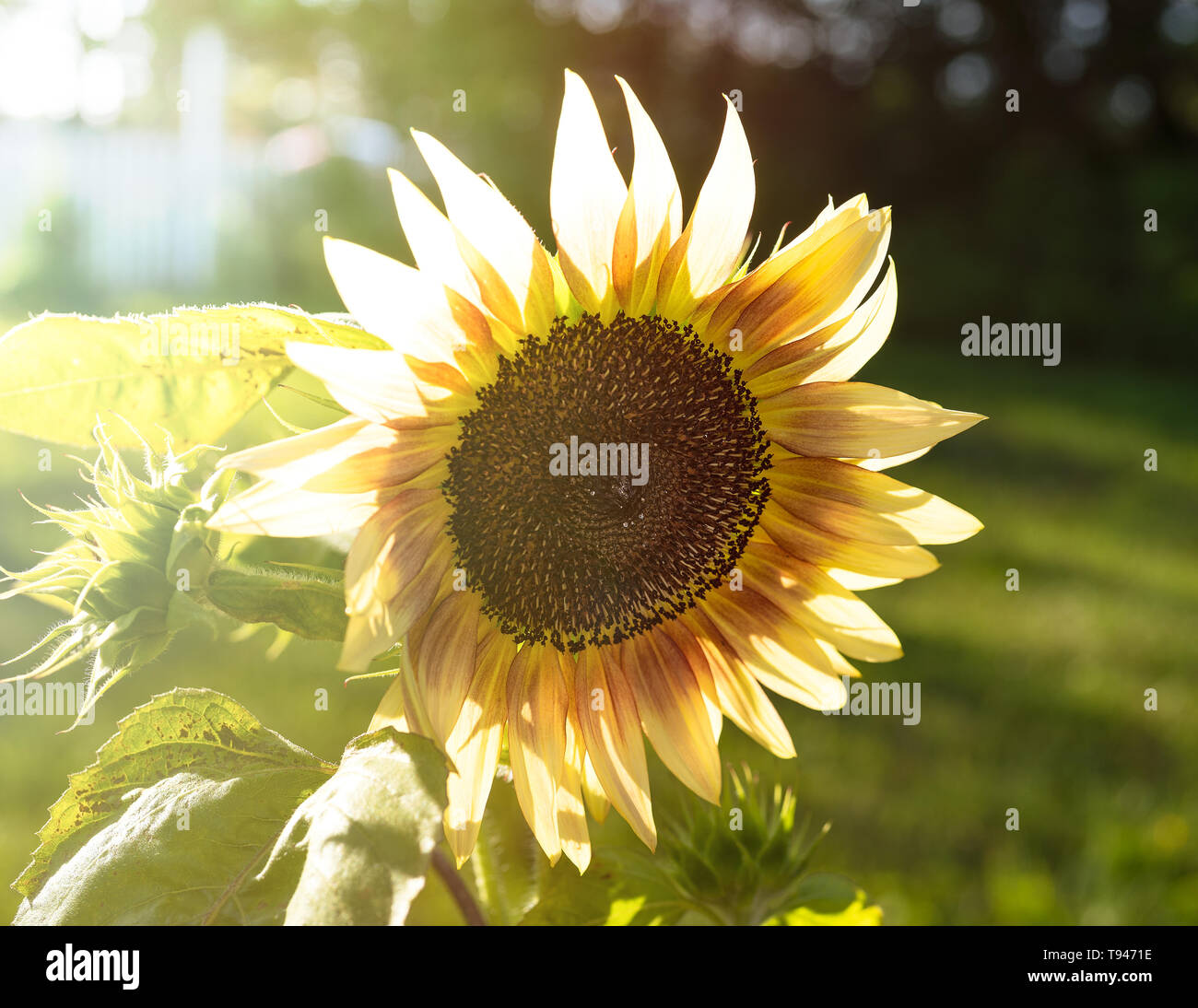 Sunlight shining through a sunflower in the home garden Stock Photo - Alamy