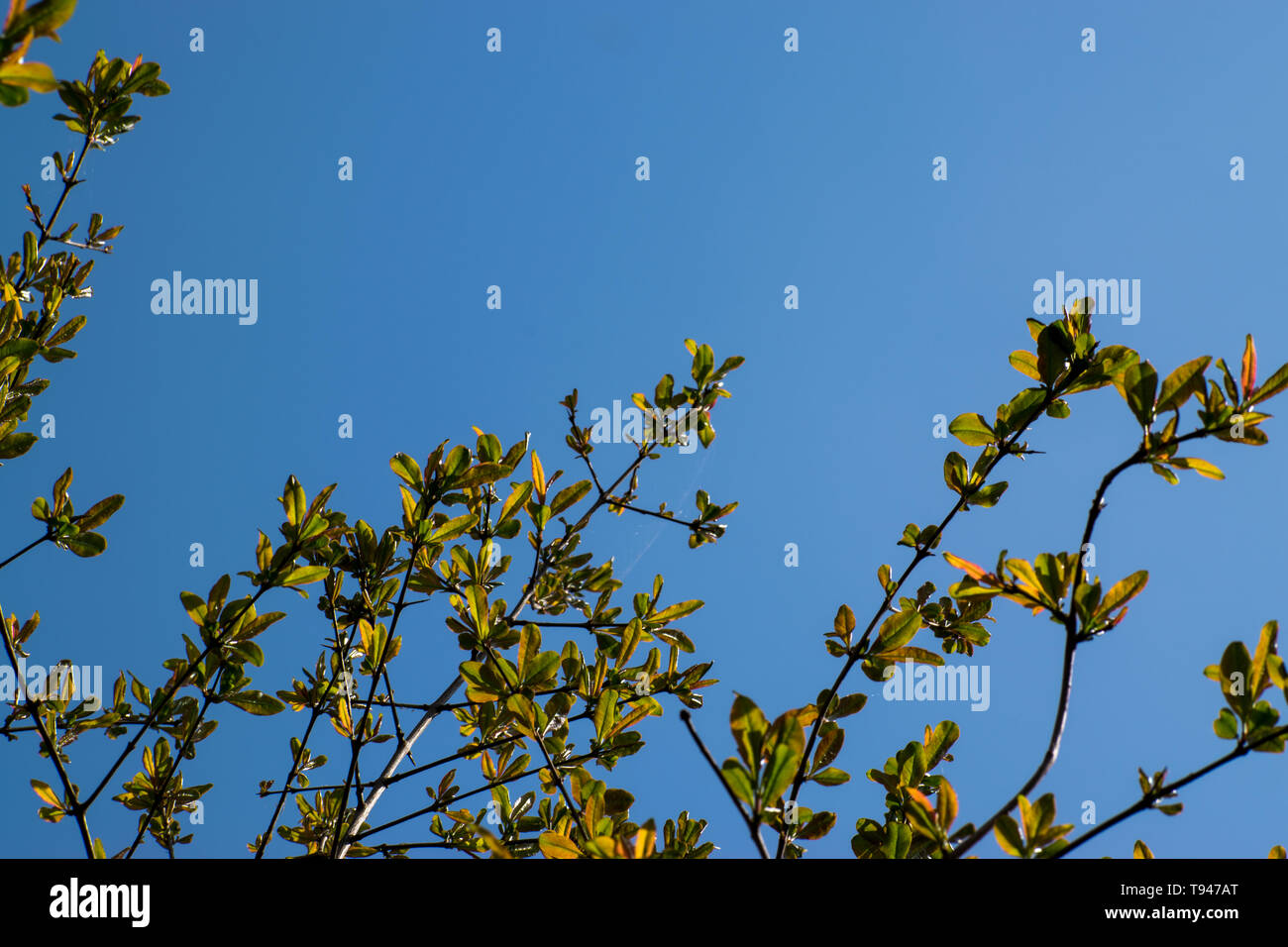 sunlight passing through leaves of pomegranate tree Stock Photo - Alamy sunlight passing through leaves of pomegranate tree Stock Photo - Alamy
