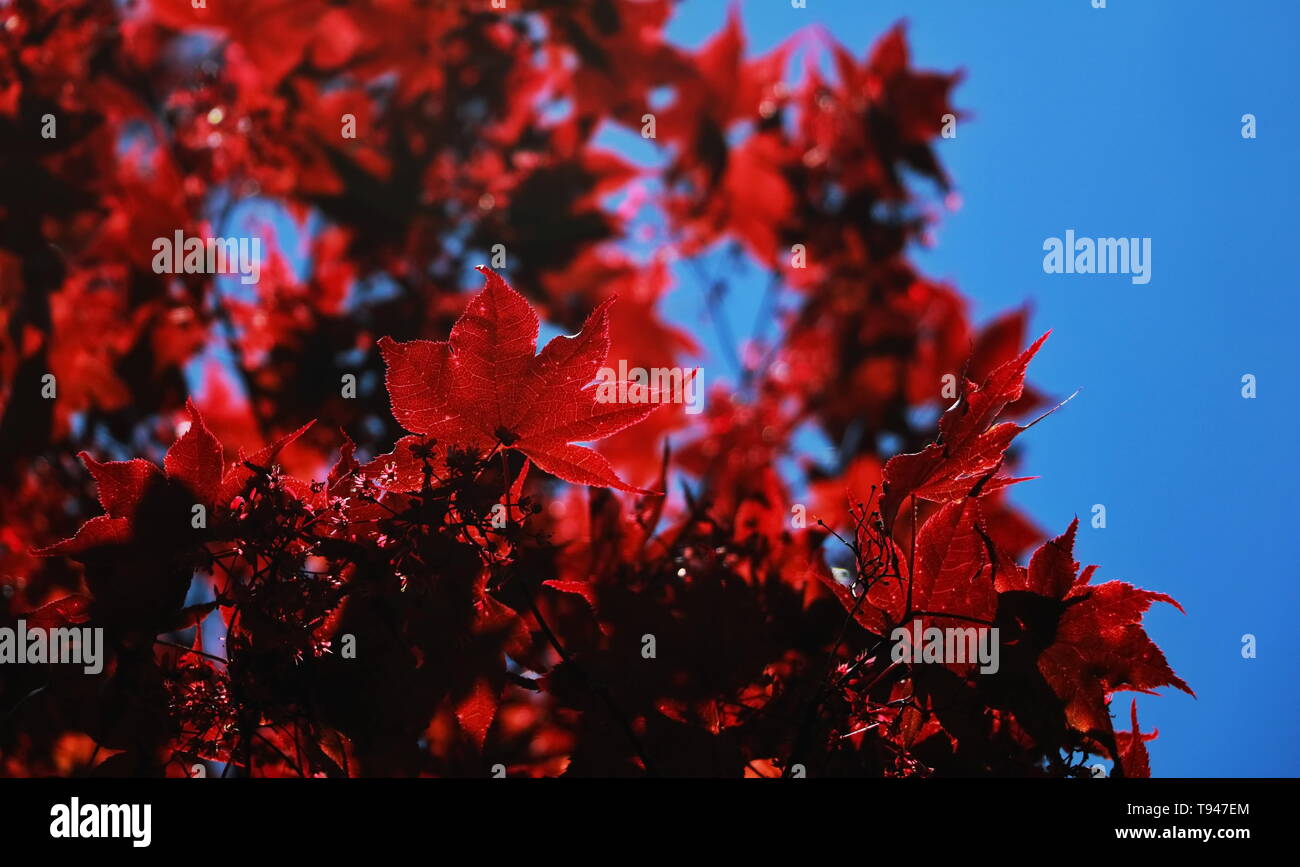 Red maple tree flowers hi-res stock photography and images - Alamy