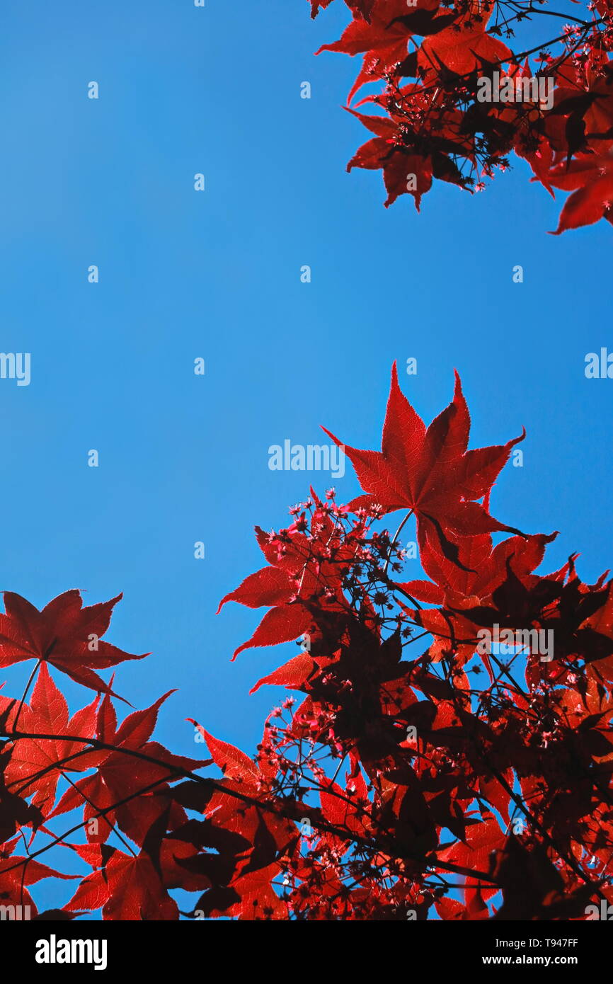 Bright red leaves of the Japanese maple tree in the spring Stock Photo ...