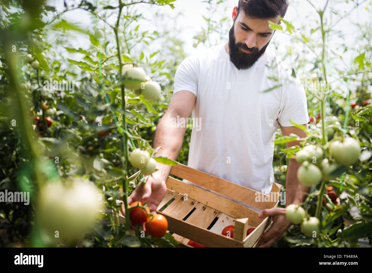 Friendly farmer at work in greenhouse Stock Photo - Alamy