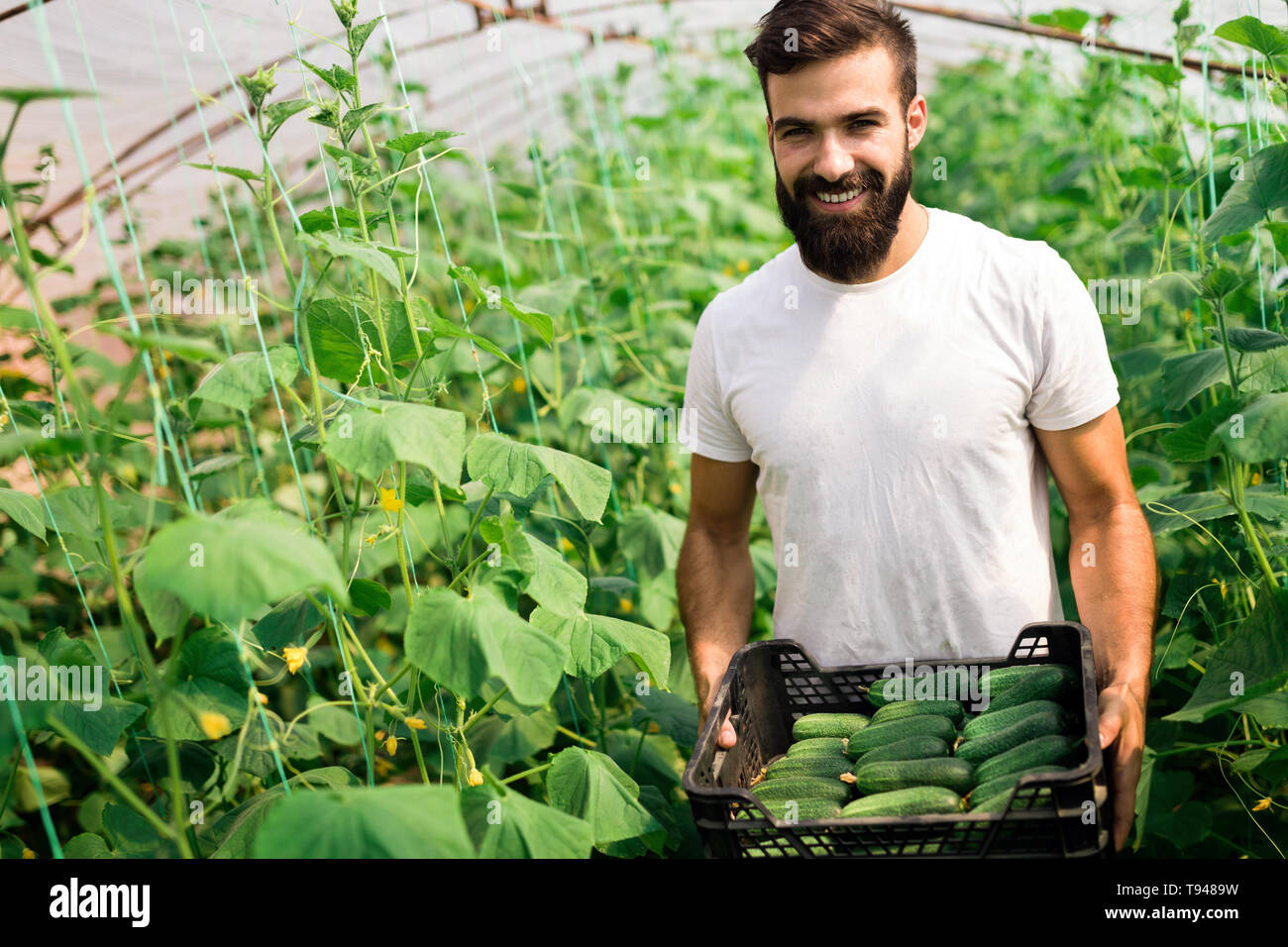 Farmer checking cucumber in a greenhouse Stock Photo - Alamy