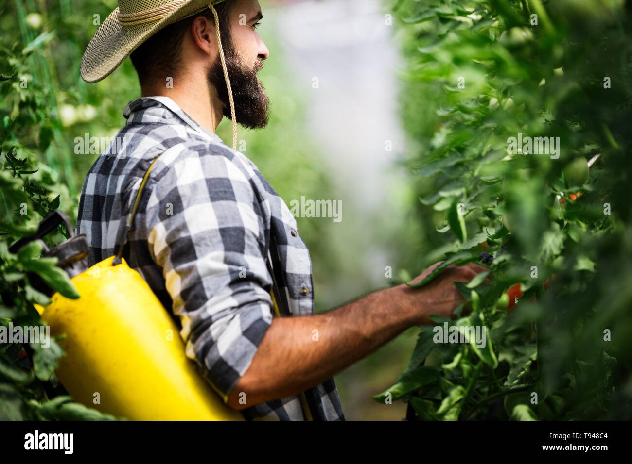 Friendly farmer at work in greenhouse Stock Photo - Alamy