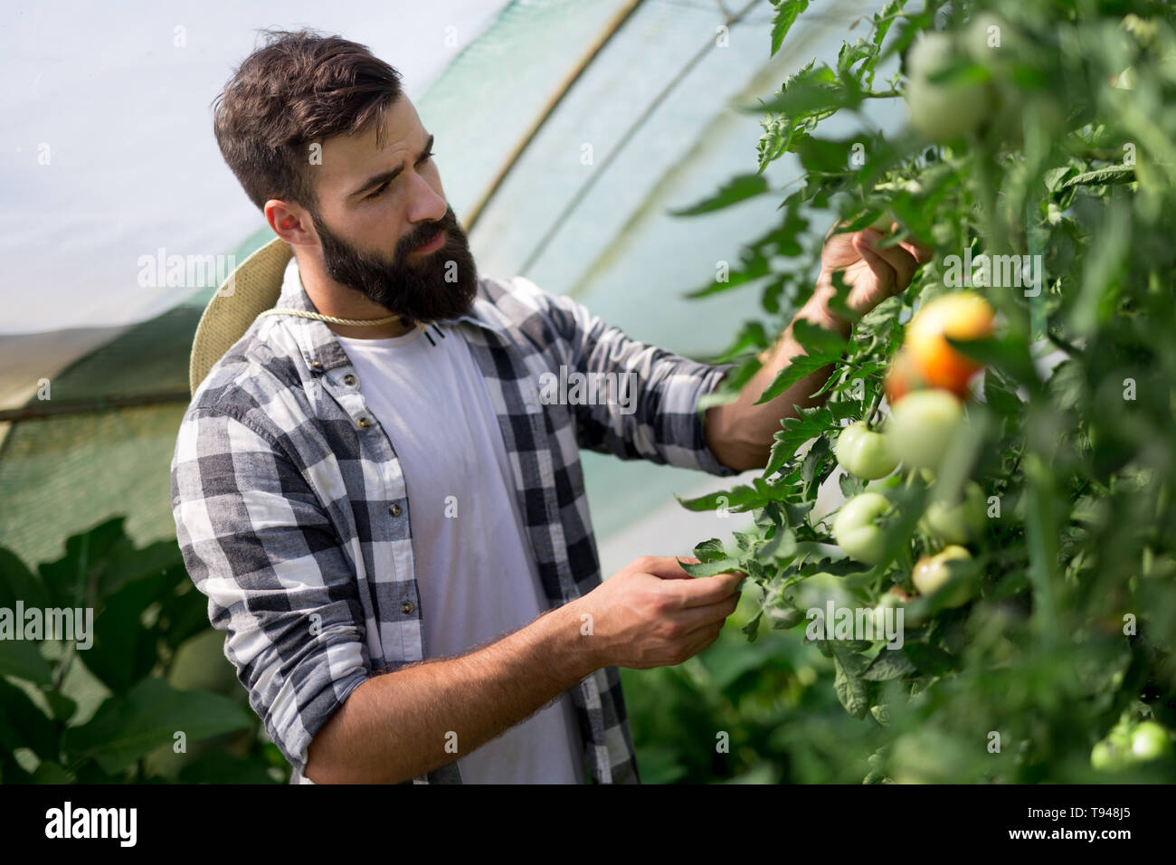 Friendly farmer at work in greenhouse Stock Photo - Alamy