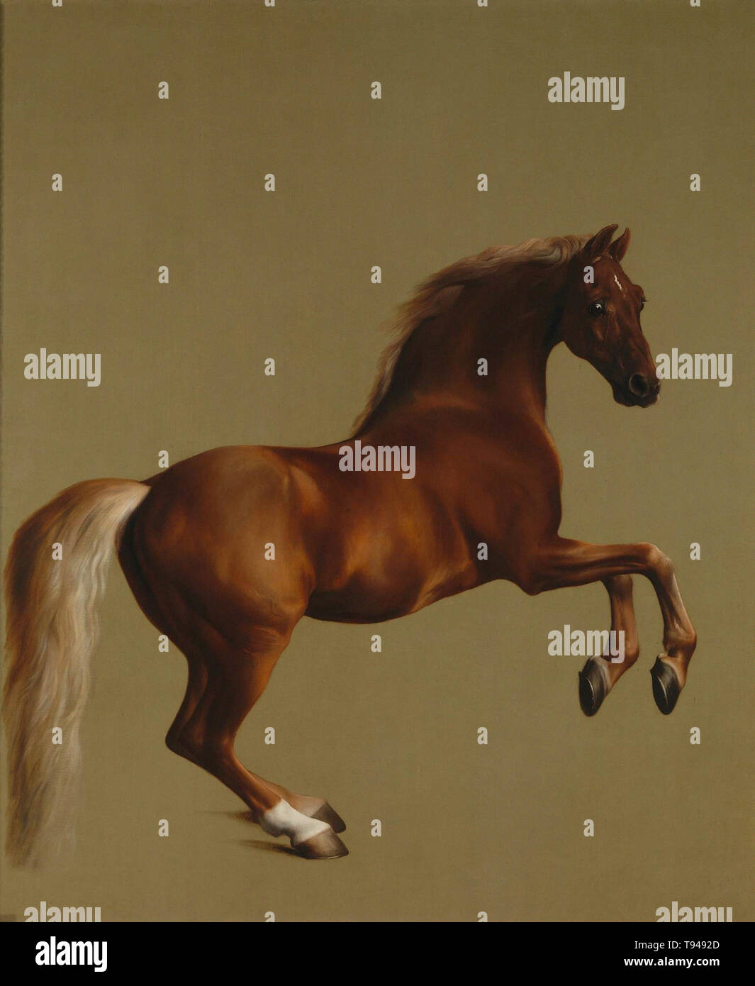 George Stubbs - whistlejacket 1762 Stock Photo - Alamy