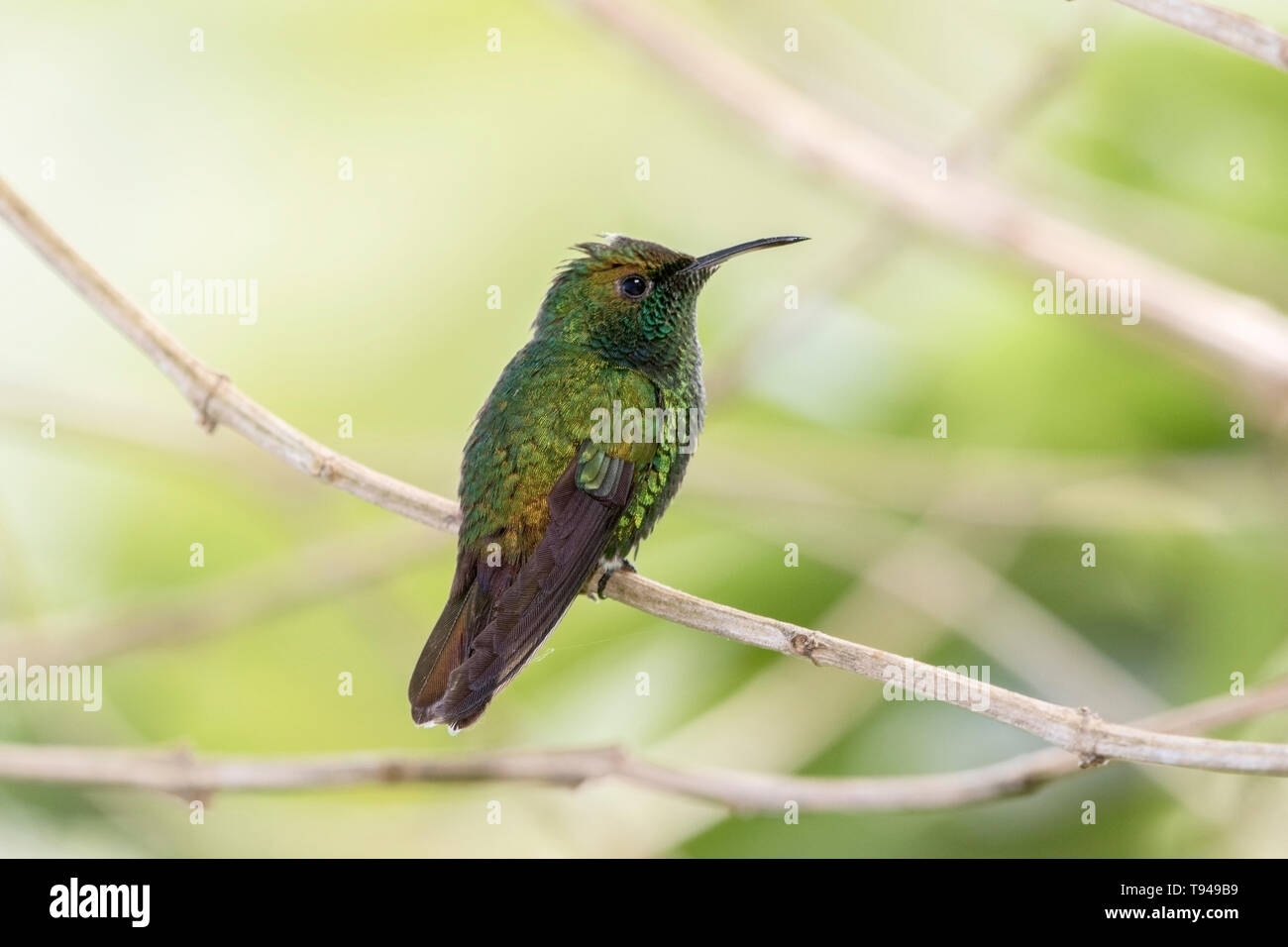 Coppery headed emerald hummingbird hi-res stock photography and images ...