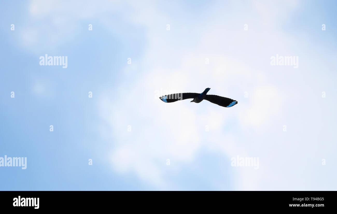 Indian roller in flight hi-res stock photography and images - Alamy