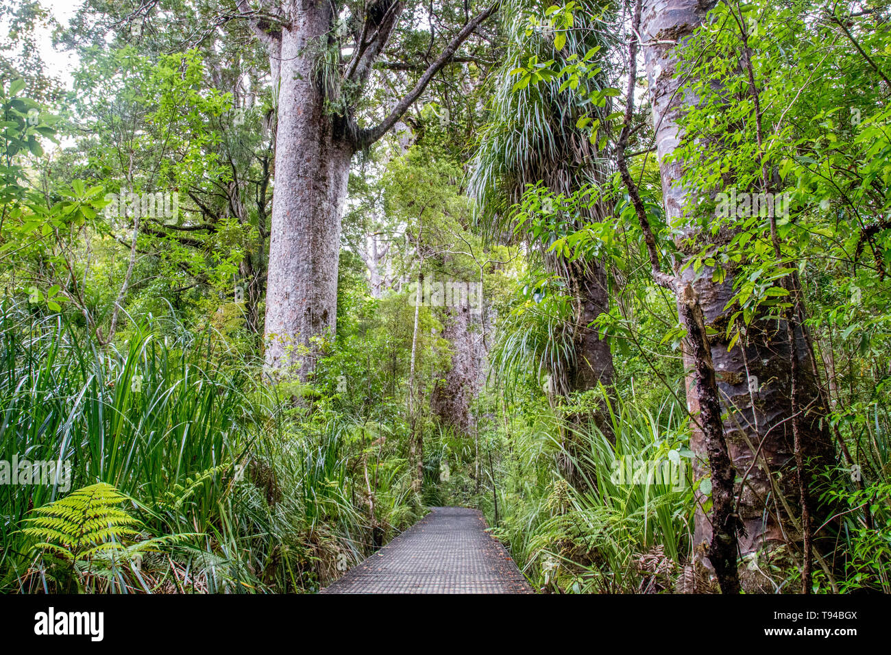 Kauri Tree Forest in New Zealand Stock Photo - Alamy