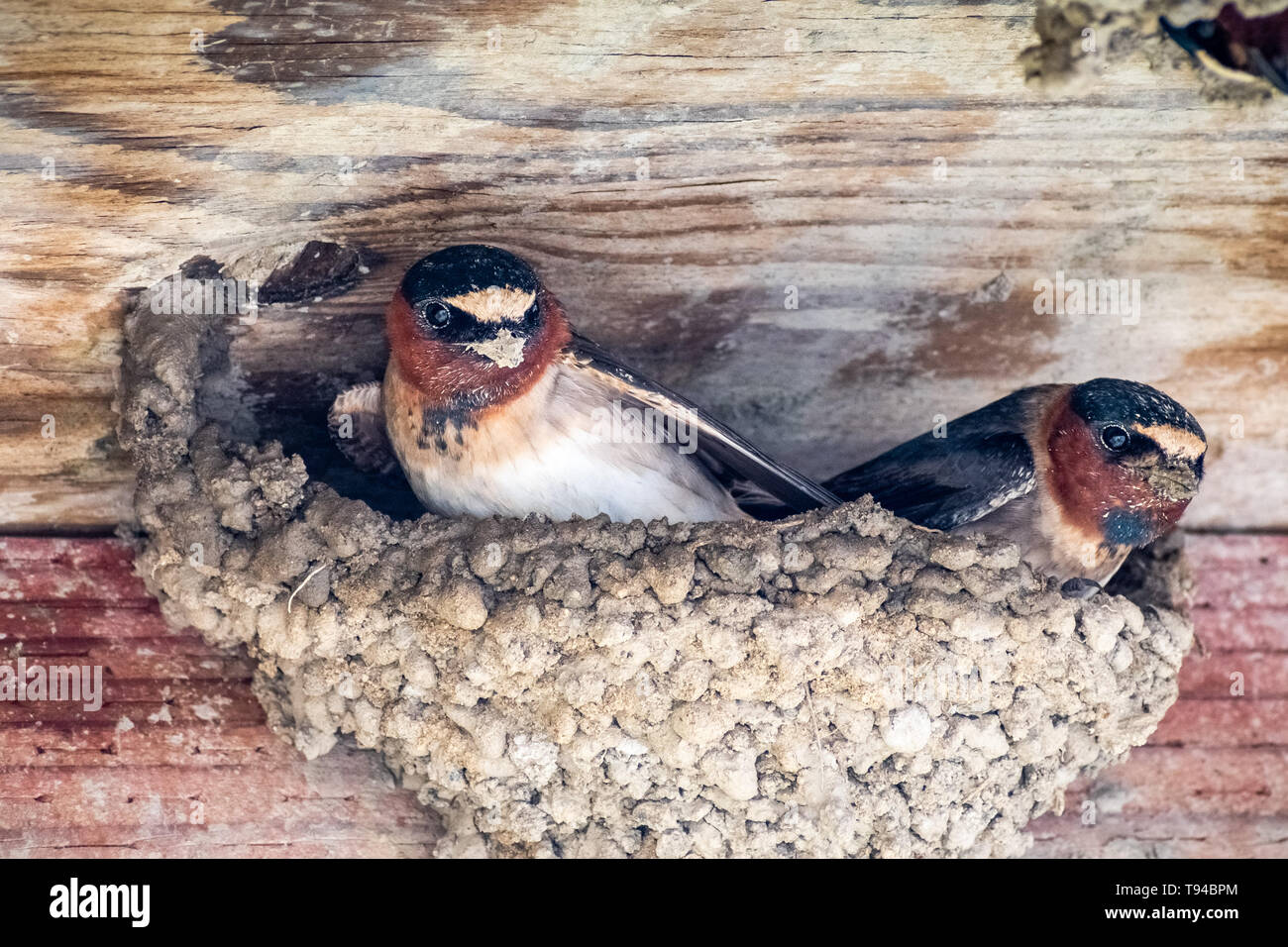 Two American Cliff Swallows At Nest Hi Res Stock Photography And Images