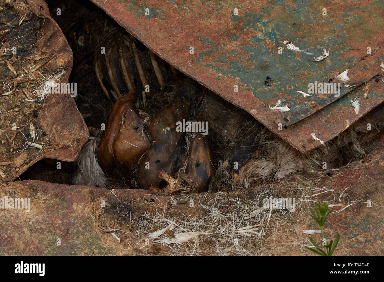 Offal and bones in tin container after a hunt on Kent farmland, England ...