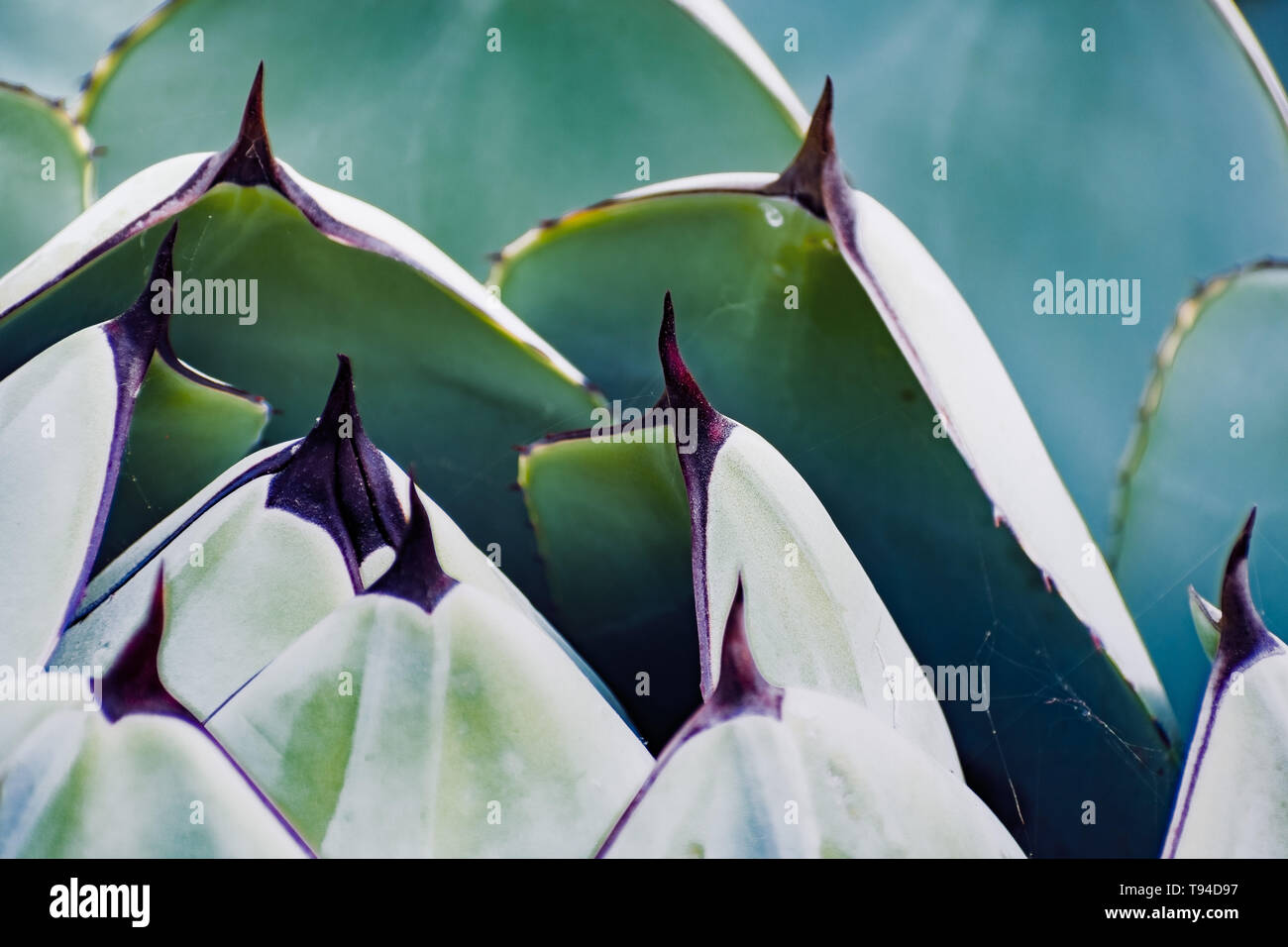 Agave palmeri hi-res stock photography and images - Alamy