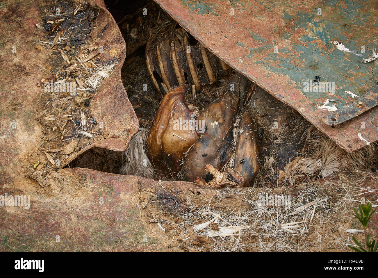 Offal and bones in tin container after a hunt on Kent farmland, England ...