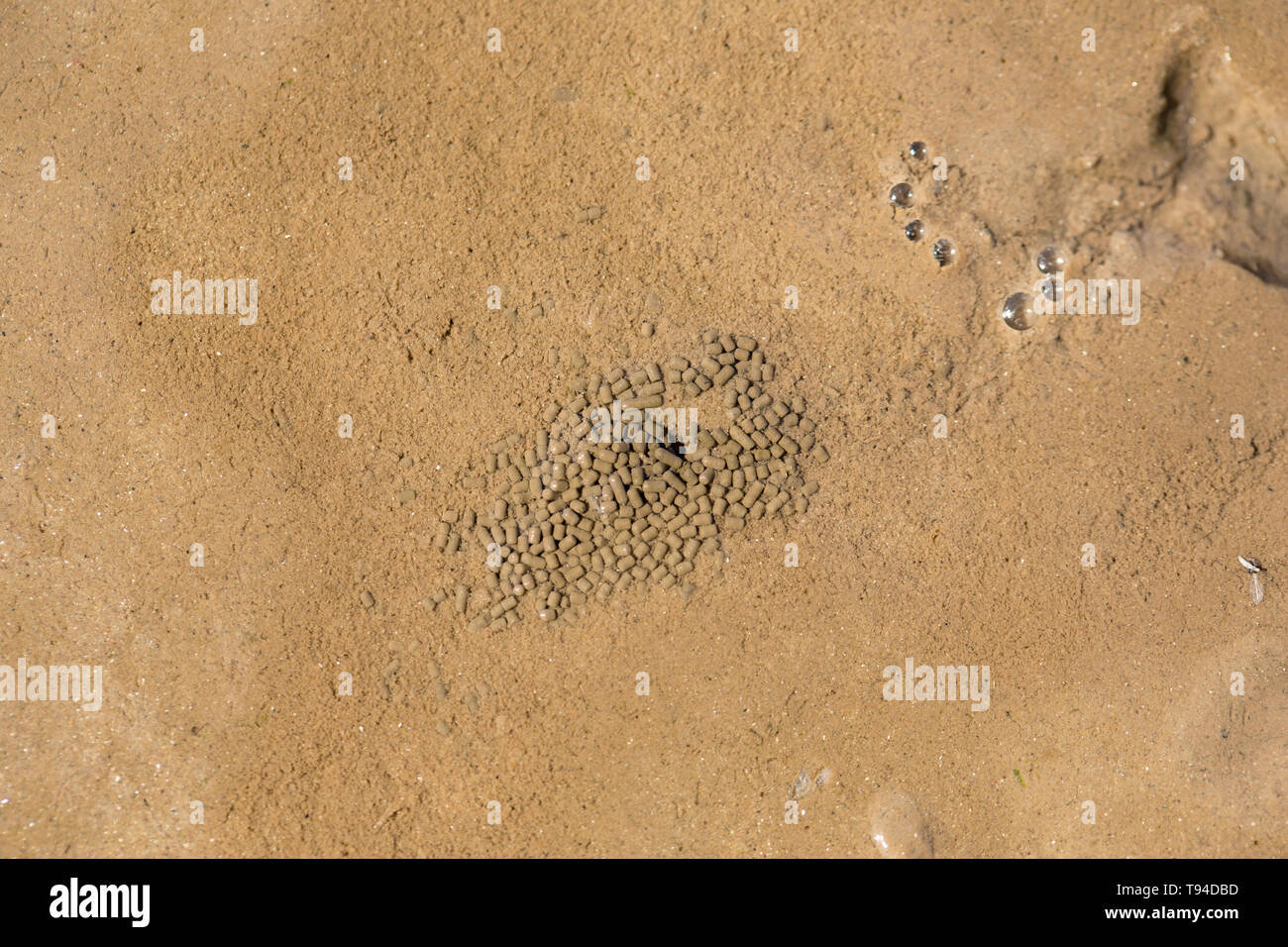 Shellfish droppings hi-res stock photography and images - Alamy