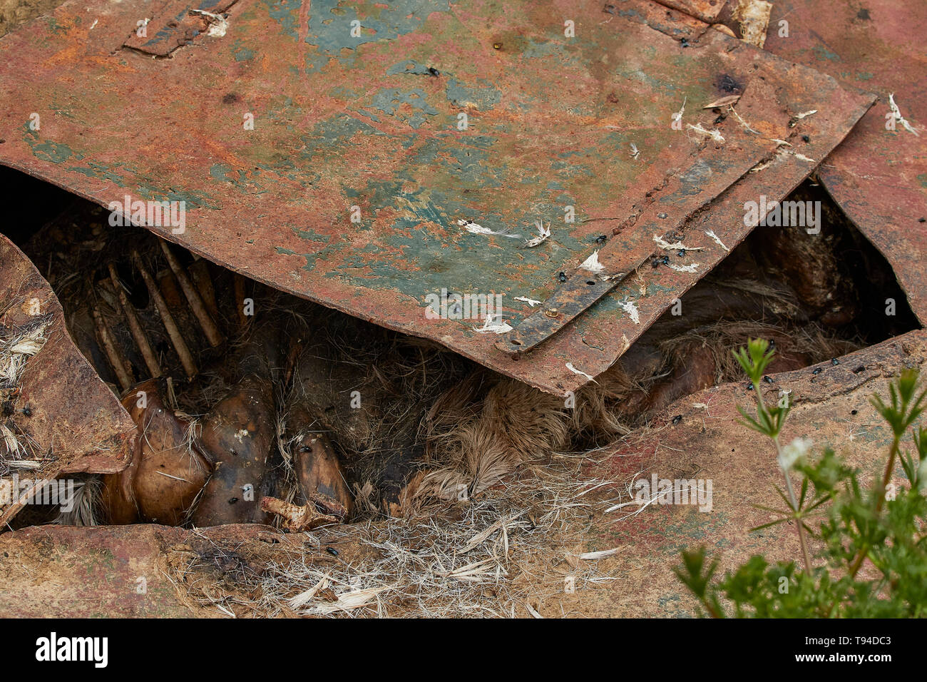 Human Carcasses High Resolution Stock Photography and Images - Alamy