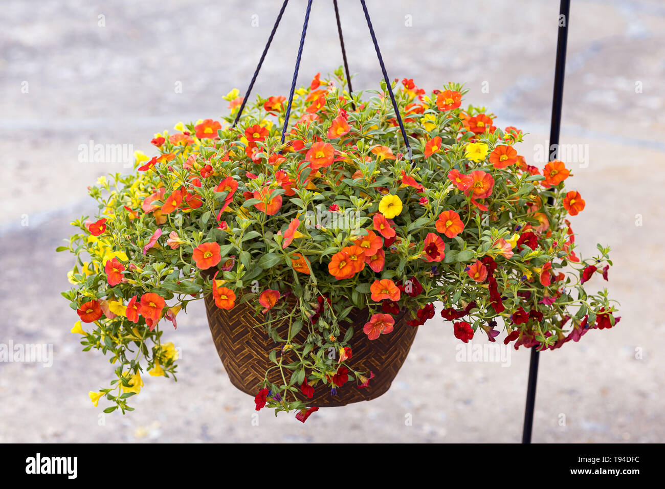 Calibrachoa million bells hi-res stock photography and images - Alamy