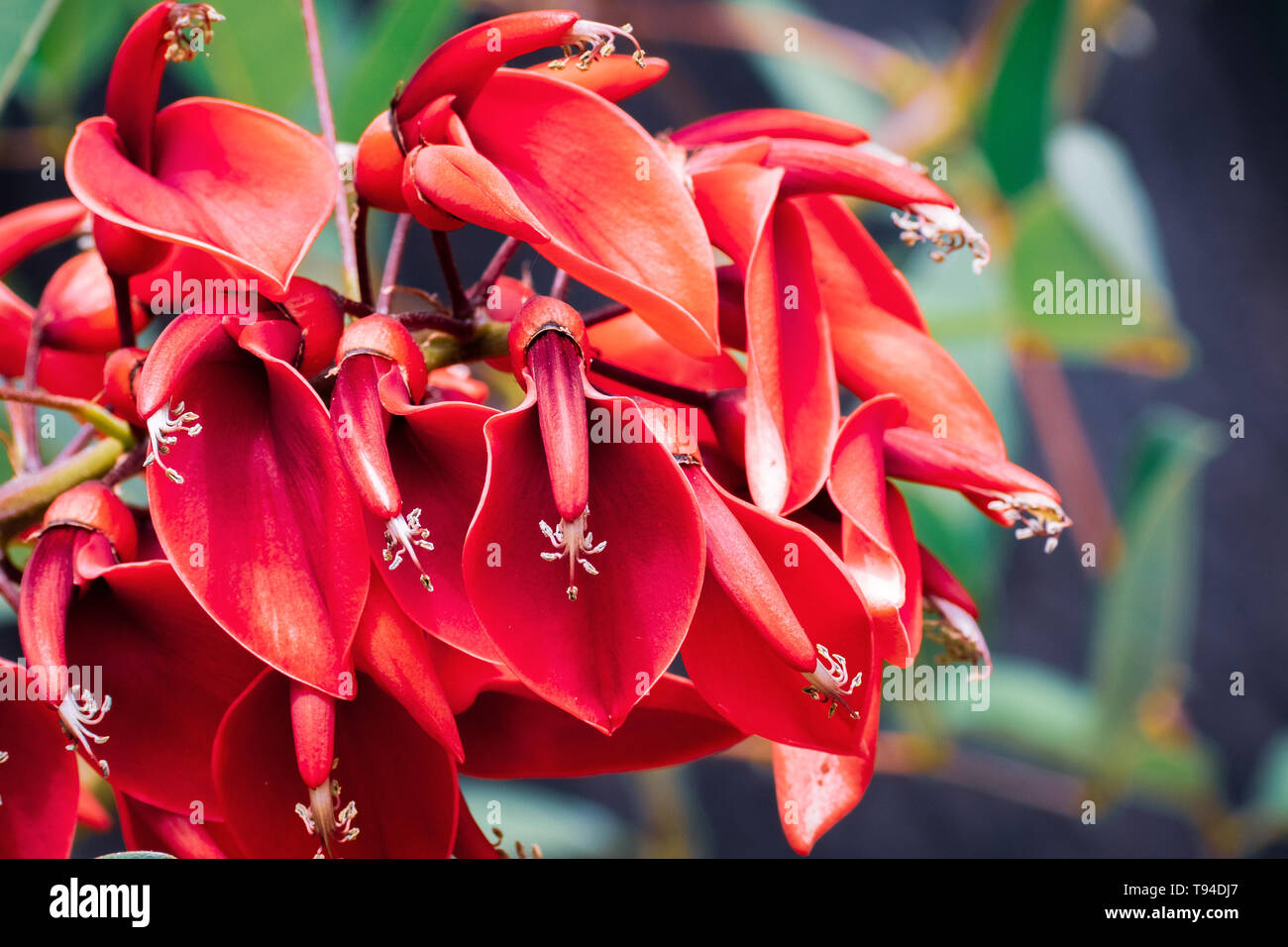 Cockspur coral tree (Erythrina crista-galli) is a flowering tree in the ...