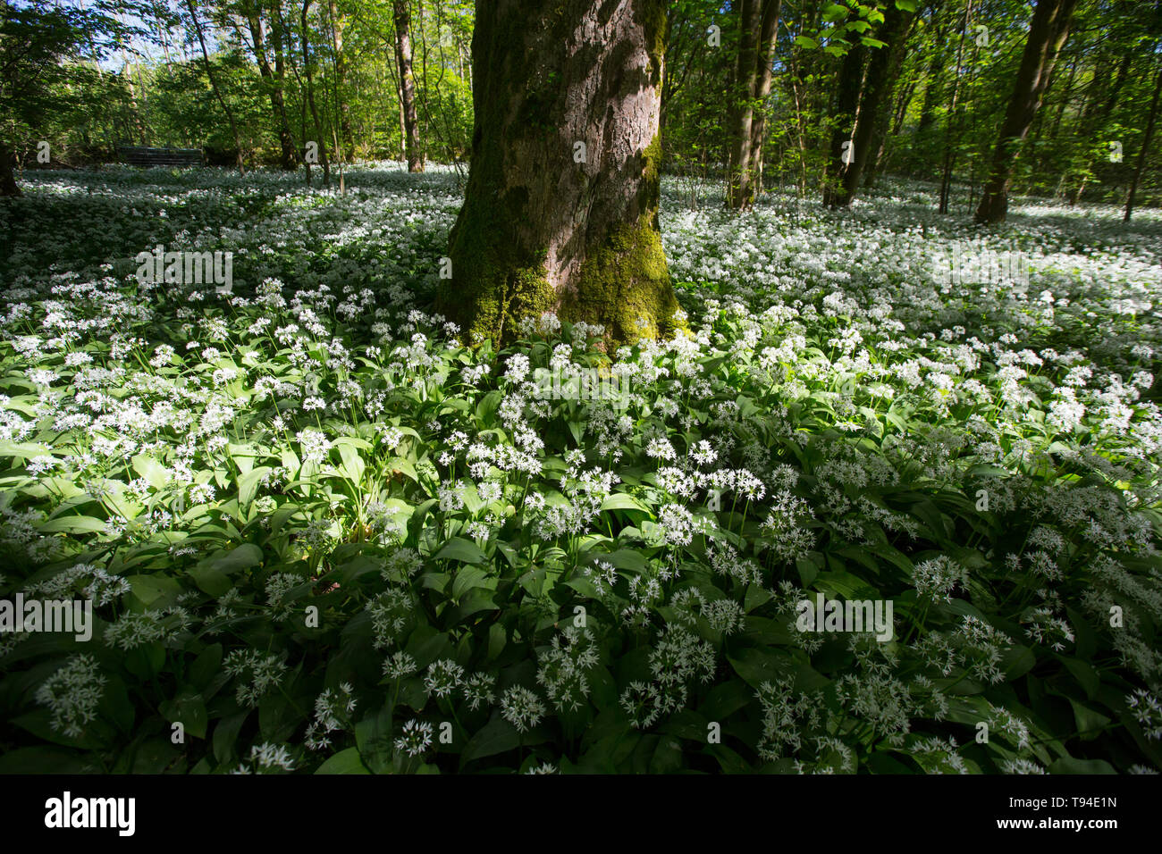 Flowering wild garlic, Allium ursinum, also known as ramsons, growing ...