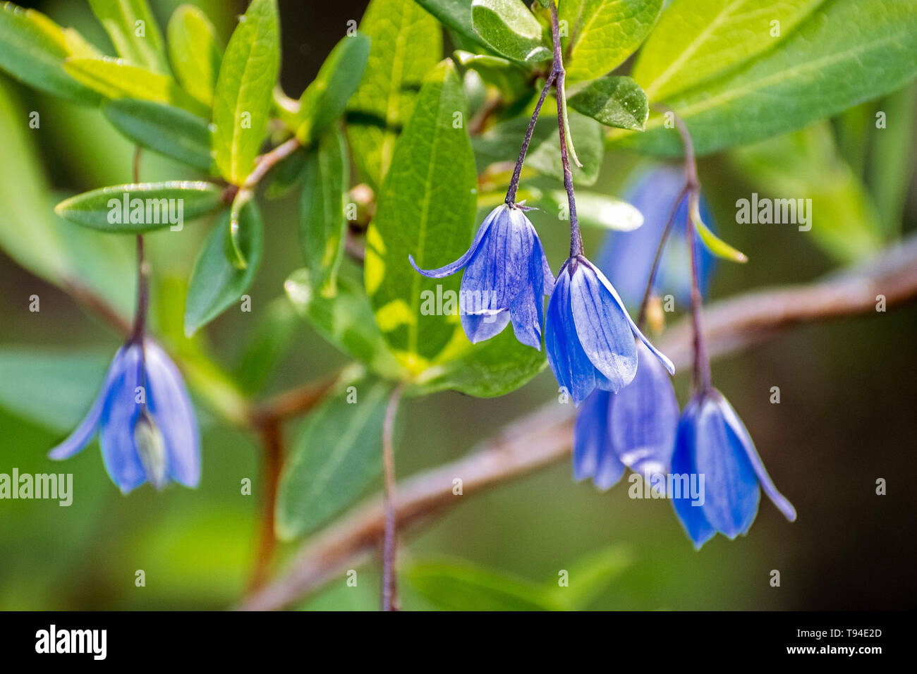 Bluebell Creeper (Billardiera heterophylla) flowers; native to Western ...