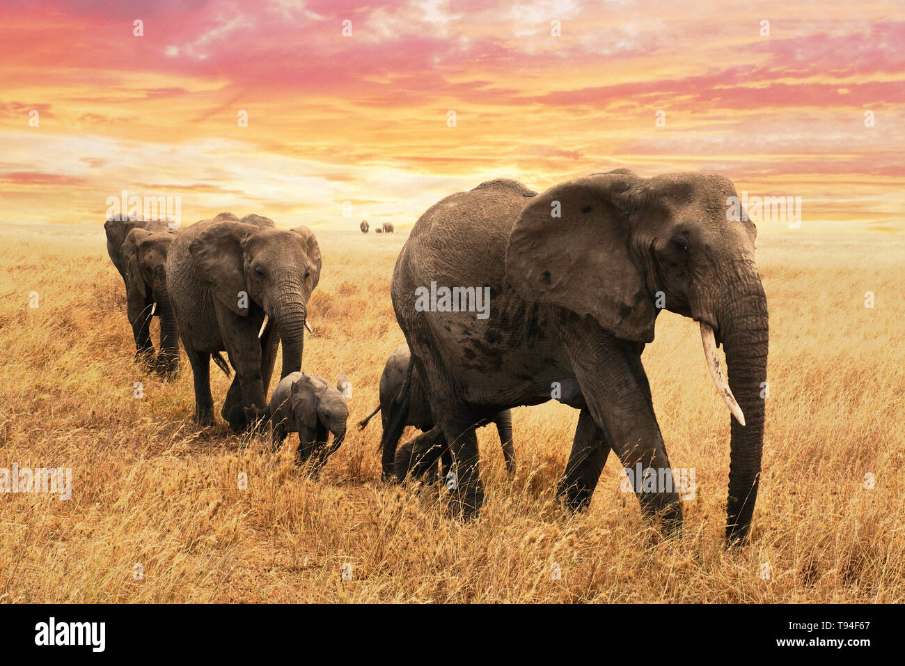 Elephant family on path in savanna in africa. Travel, wildlife and ...