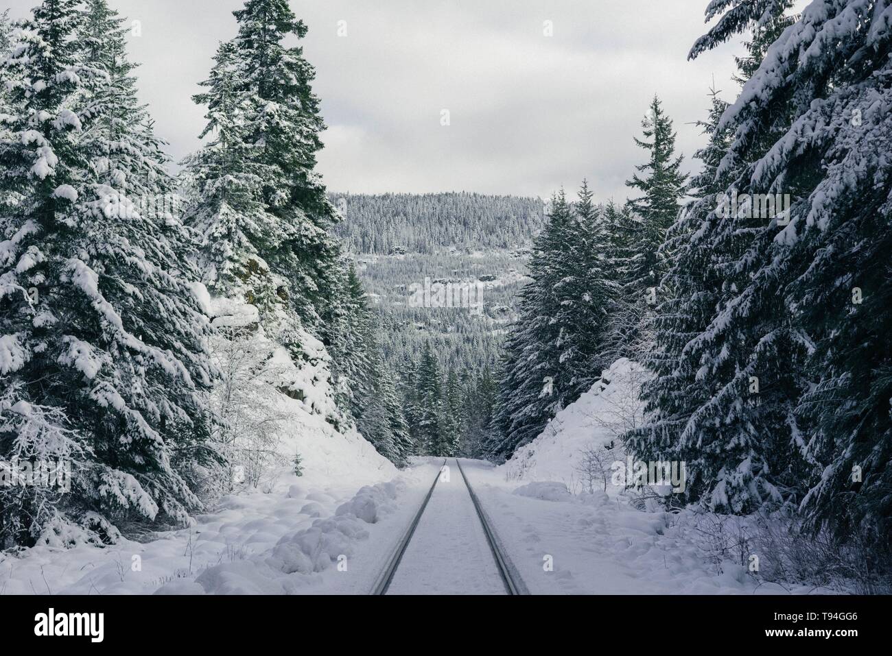 Ski trails on a steep snowy hill in the forest Stock Photo - Alamy