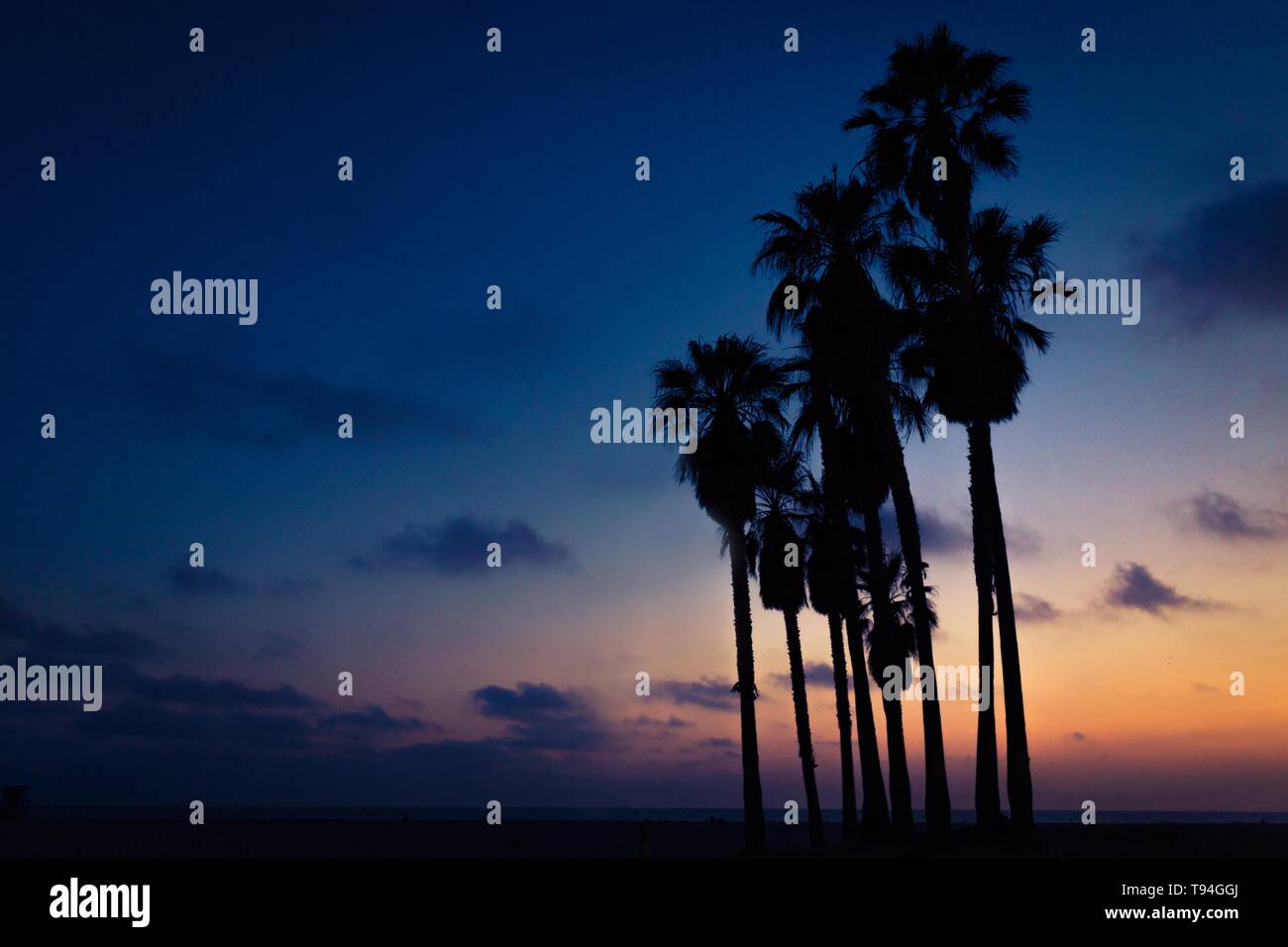 Exotic tropical trees with amazing cloudy sky Stock Photo - Alamy