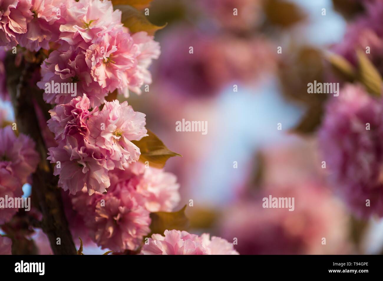 Beautiful cherry blossom tree branch Stock Photo - Alamy
